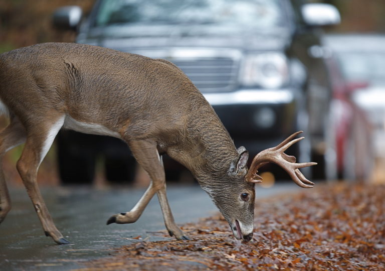 Car Accidents - Deer vs. Car - Peake & Fowler